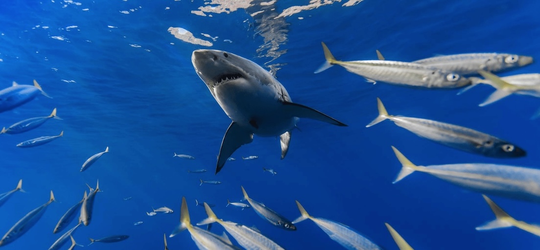 Citizen Science: How You Can Help Save Sharks - Shark Research Foundation