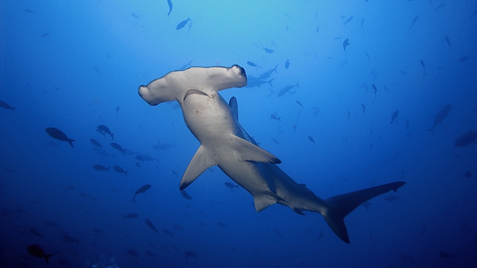 Scalloped Hammerhead Sharks and Their Delayed Migration to North ...