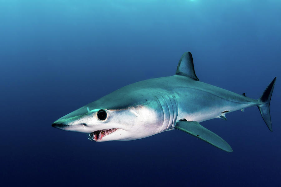 The Incredible Speed and Agility of Mako Sharks - Shark Research Foundation