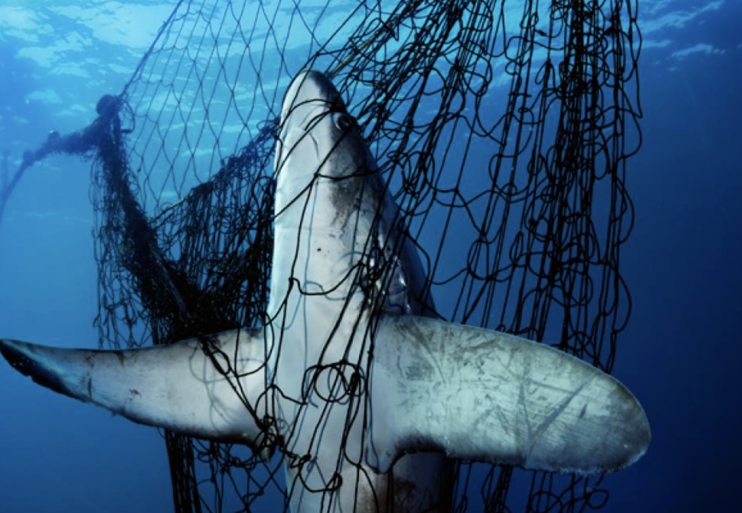 The Importance of Shark Conservation: Protecting Ocean Health from the Dangers of Commercial ...