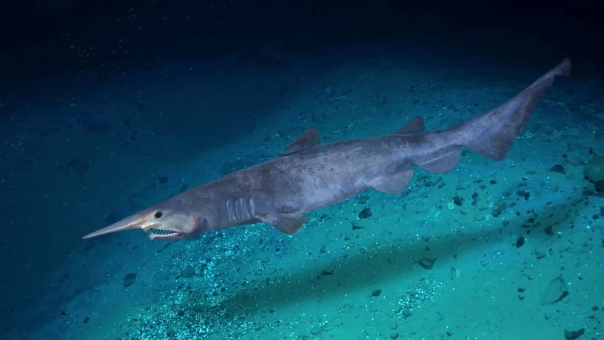 The Mysterious Lives of Deep-Sea Sharks - Shark Research Foundation