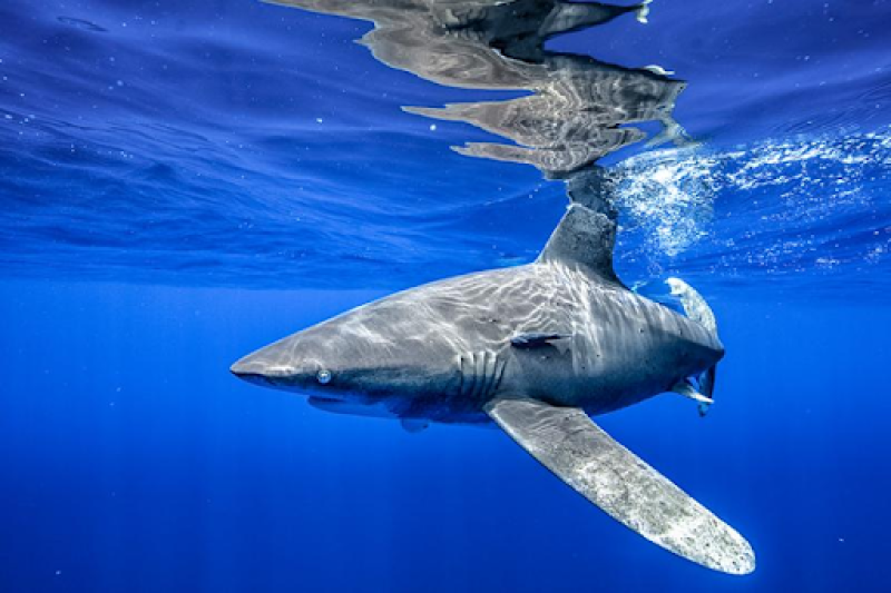 Sharks and Climate Change: How Warming Oceans Affect Shark Populations ...