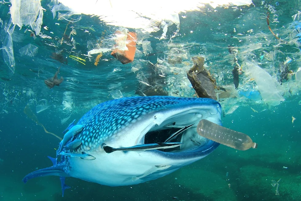 The Impact of Plastic Pollution on Sharks - Shark Research Foundation