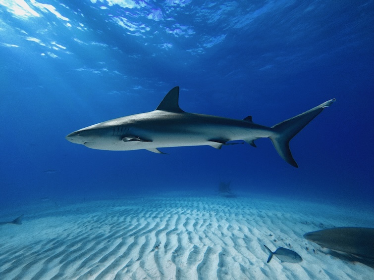 Meet the Reef Sharks: Guardians of Coral Reefs - Shark Research Foundation