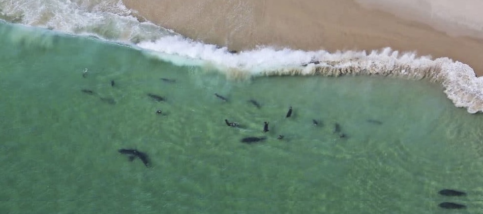Close Encounters: Sharks Found Near Shorelines - Shark Research Foundation