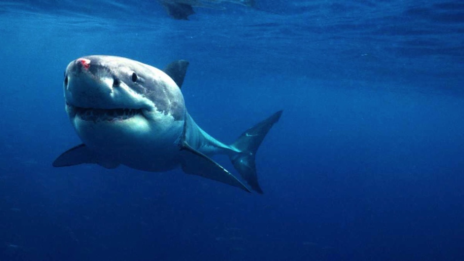 Shark Senses: How Do Sharks See, Hear, and Smell? - Shark Research ...