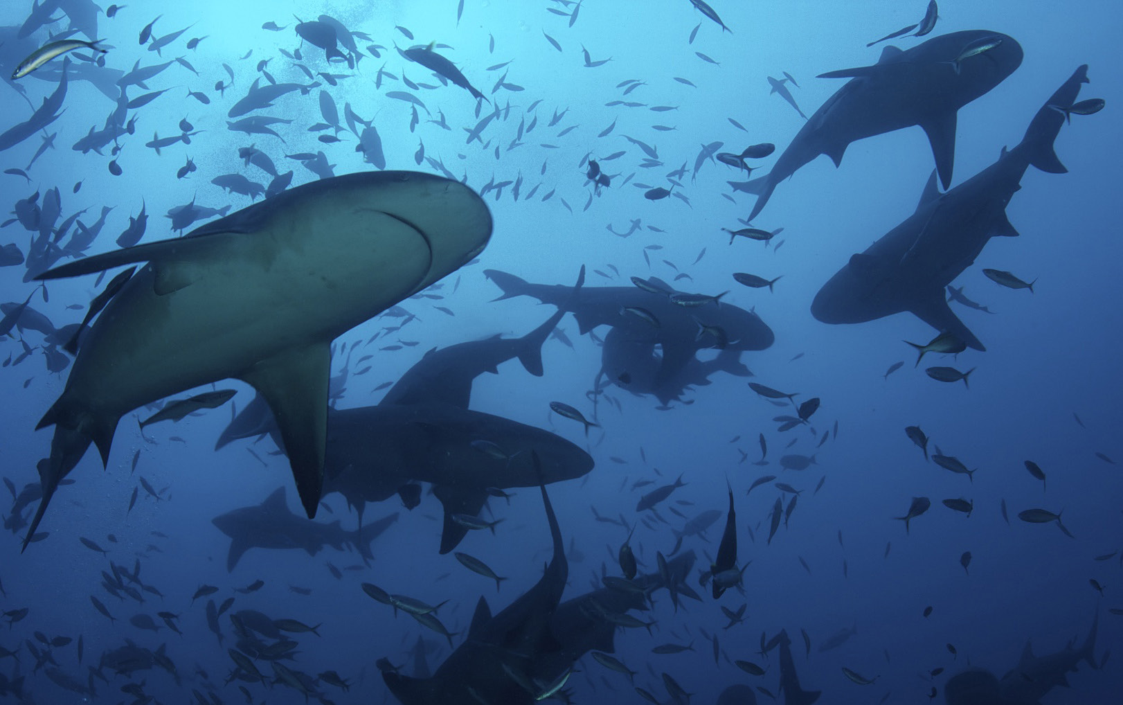 Sharks: Guardians of Ocean Health - Shark Research Foundation