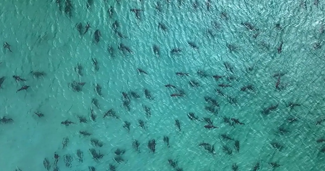 Shark Migration in the Atlantic: March 2025 Updates from New York to ...