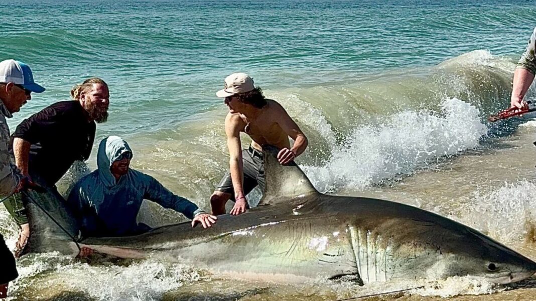 Orca and Great White Shark Spotted Off North Carolina Signal Apex ...